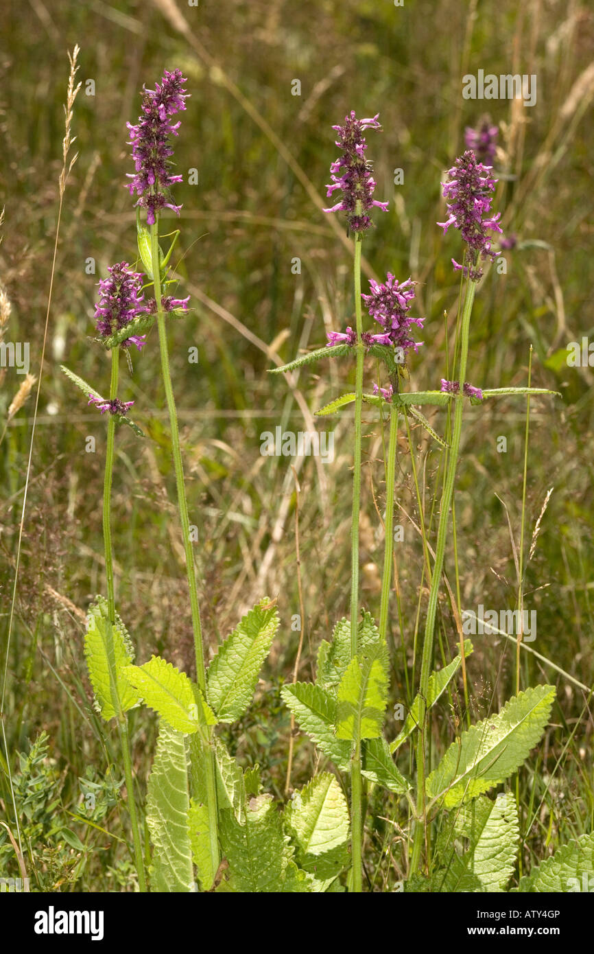 Stachys officinalis immagini e fotografie stock ad alta risoluzione - Alamy