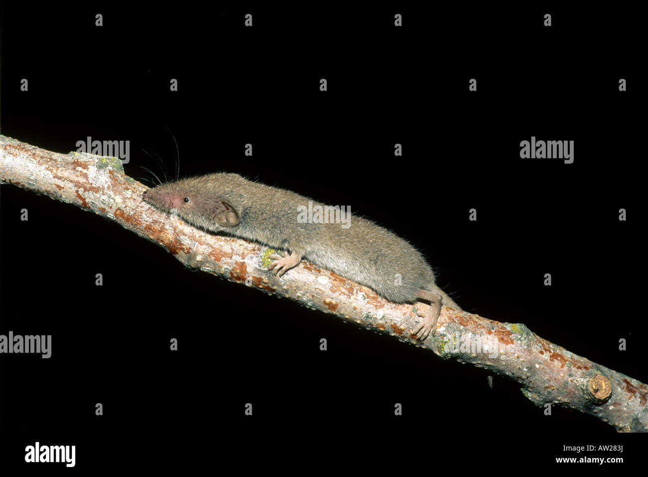 Toporagno pigmeo dai denti bianchi suncus etruscus immagini e ...