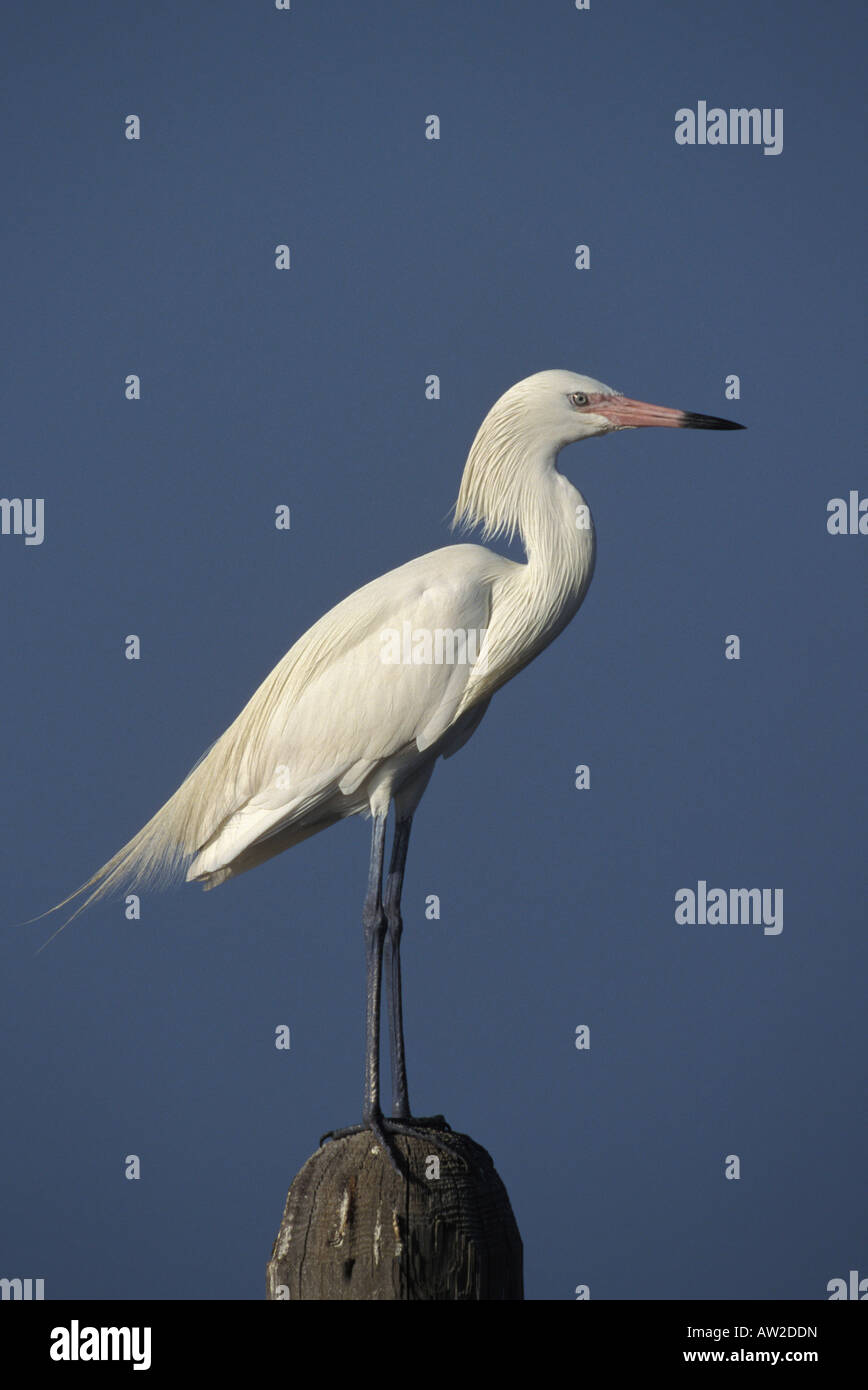 Garzetta rossastra white morph, Egretta rufescens, appollaiato sul post ...