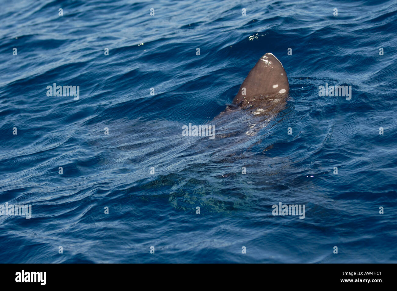 Tarifa pinna caudale di un gigante Sunfish Mola mola Foto stock - Alamy