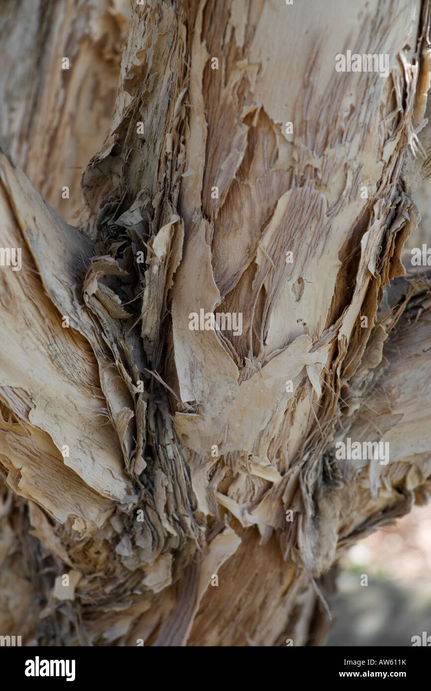Paperbark tree immagini e fotografie stock ad alta risoluzione - Alamy