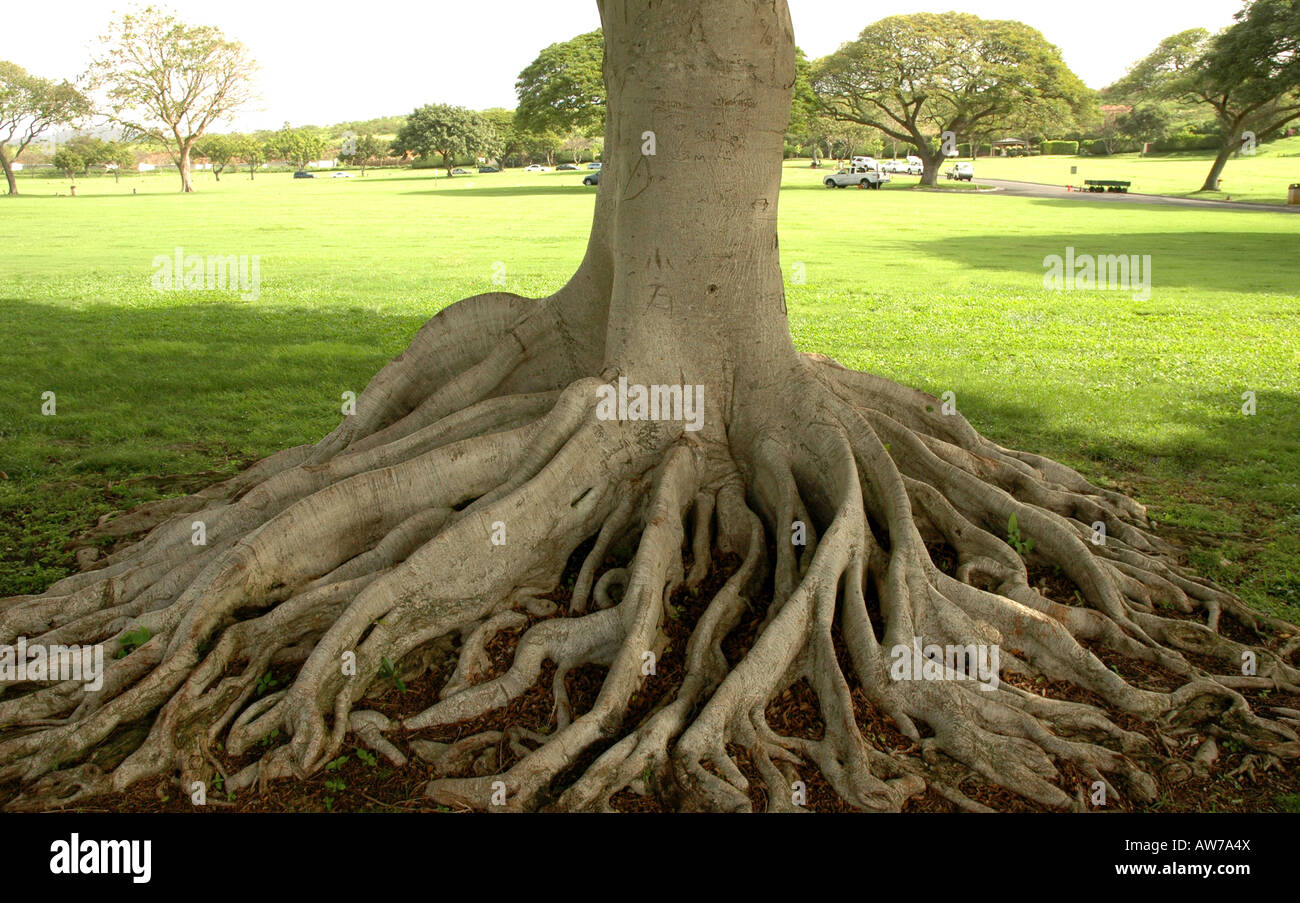 Radici degli alberi fuori terra immagini e fotografie stock ad alta ...