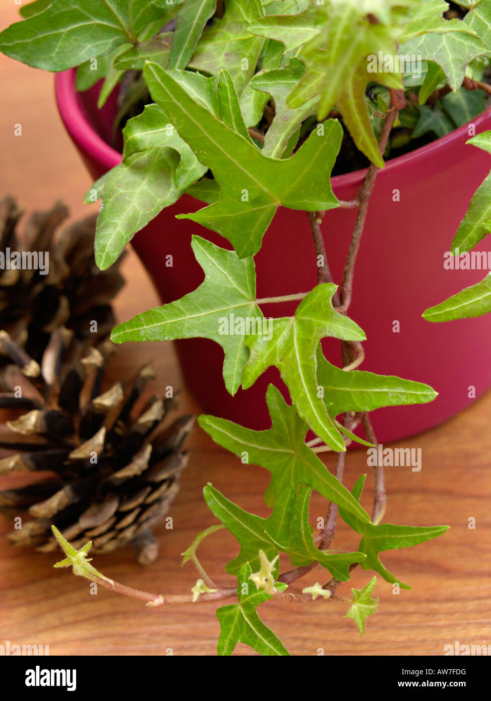 Frutti di edera hedera helix comune immagini e fotografie stock ad alta ...