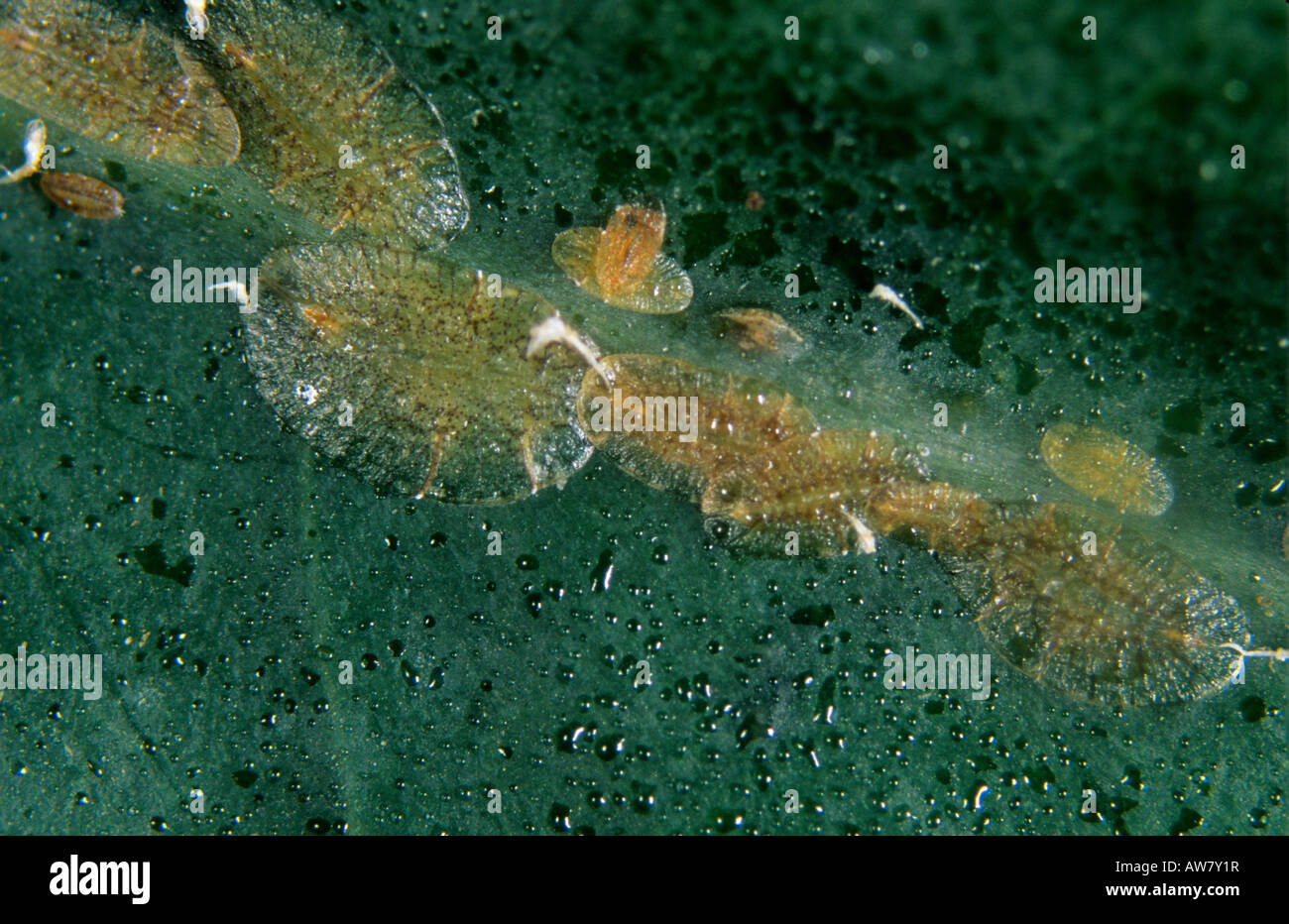 Soft scala marrone insetti Coccus hesperidum e melata su una pianta di ...