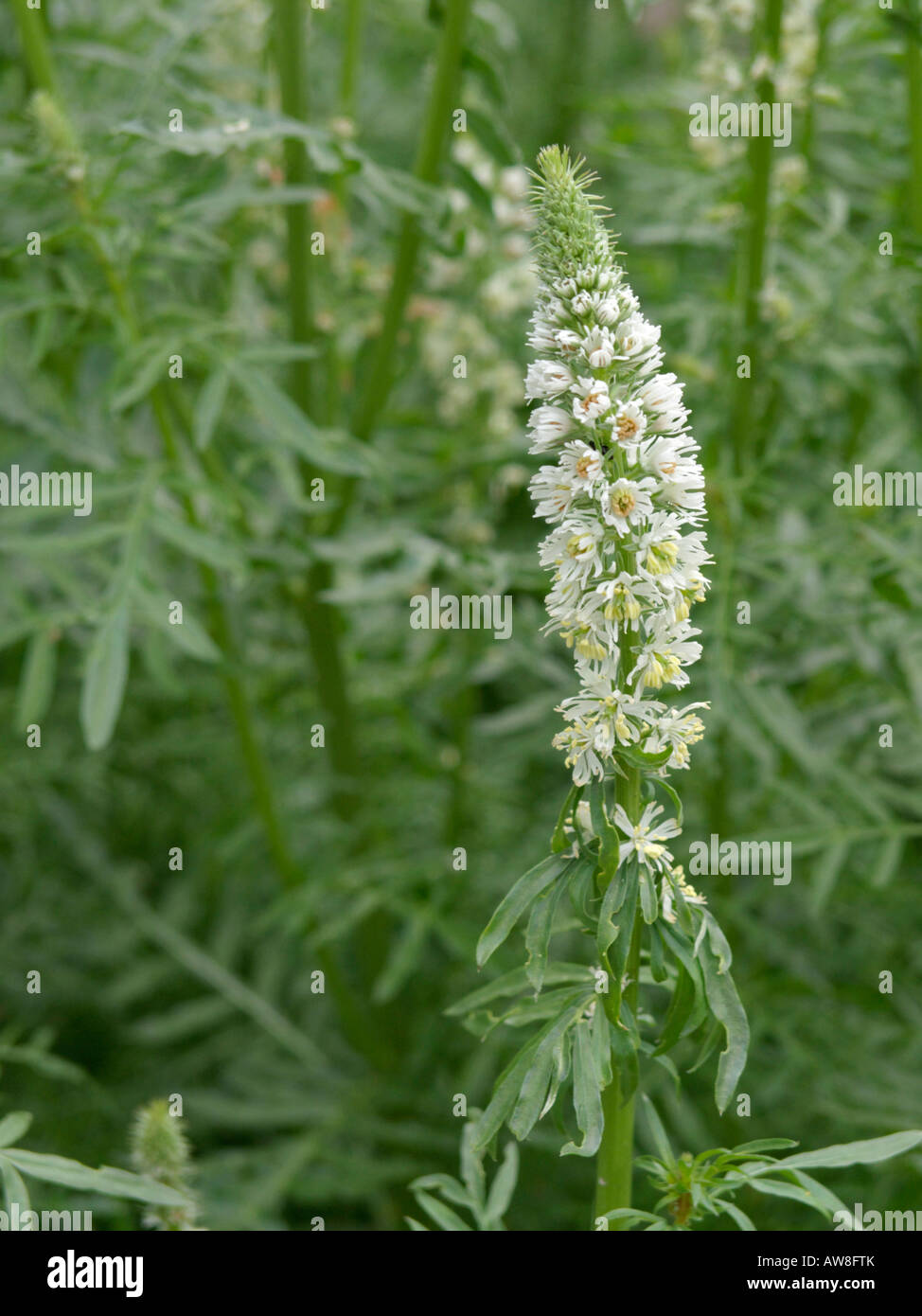 Reseda alba immagini e fotografie stock ad alta risoluzione - Alamy