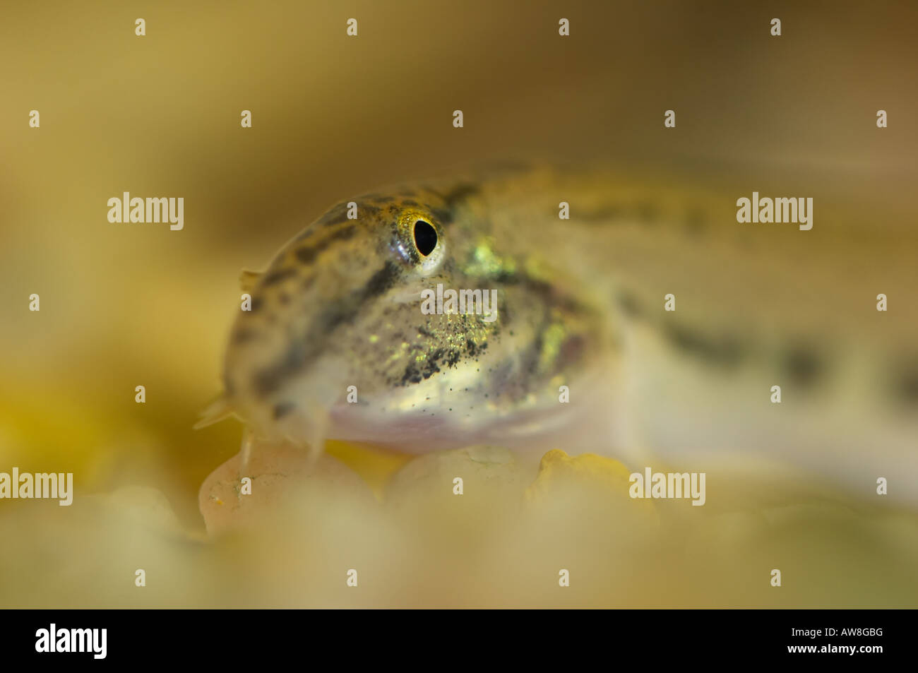 Spined loach cobitis taenia immagini e fotografie stock ad alta ...