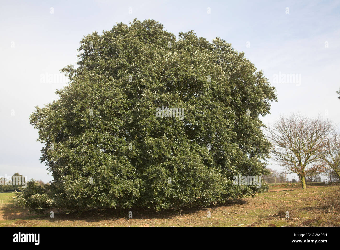 Quercus ilex immagini e fotografie stock ad alta risoluzione - Alamy