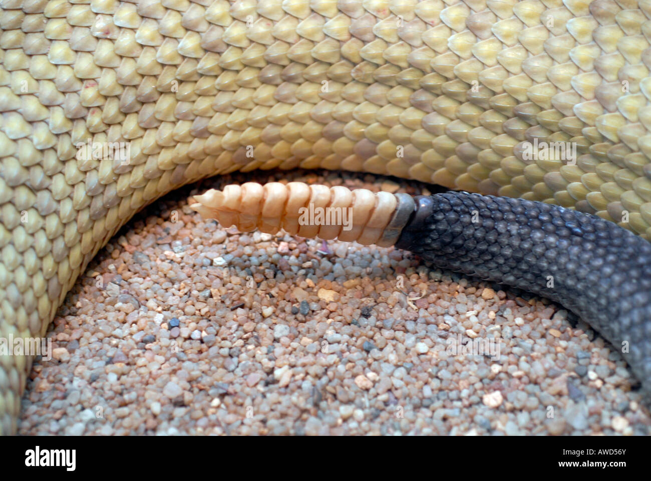 Coda serpente sonagli verde immagini e fotografie stock ad alta ...