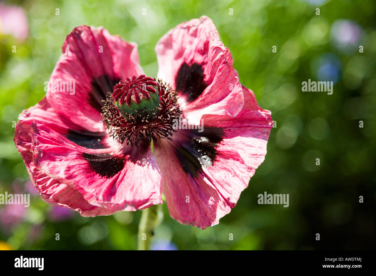 Papavero orientale immagini e fotografie stock ad alta risoluzione - Alamy