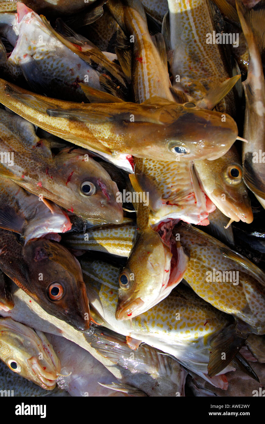 Merluzzi atlantici gadus morhua immagini e fotografie stock ad alta ...
