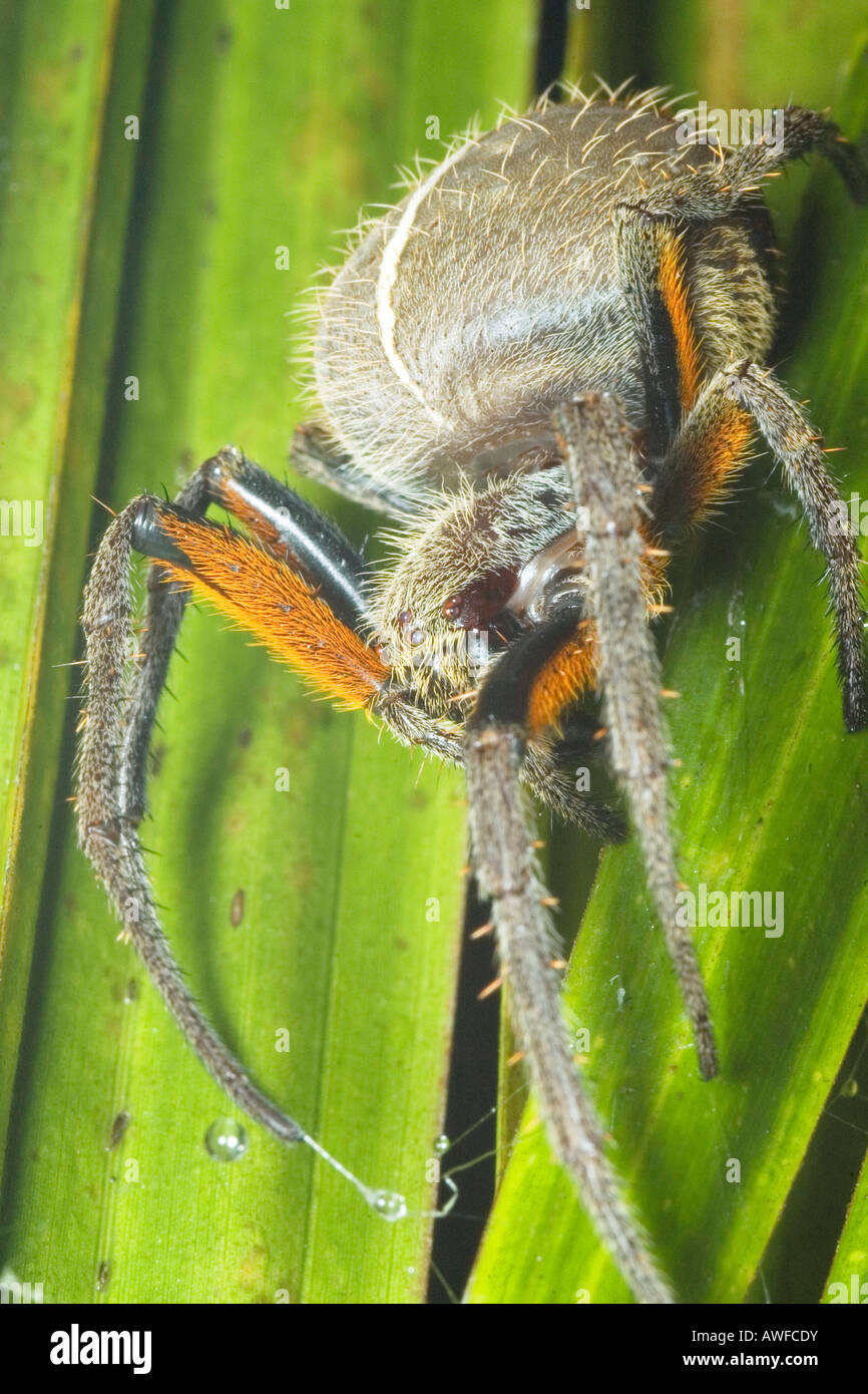 Ragno di grandi dimensioni su palm, foresta pluviale panamense , Panama ...