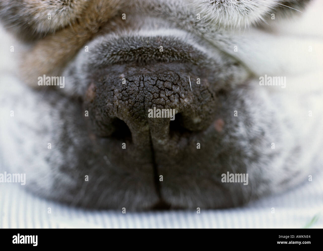 Percezione immagini anatomia immagini e fotografie stock ad alta ...