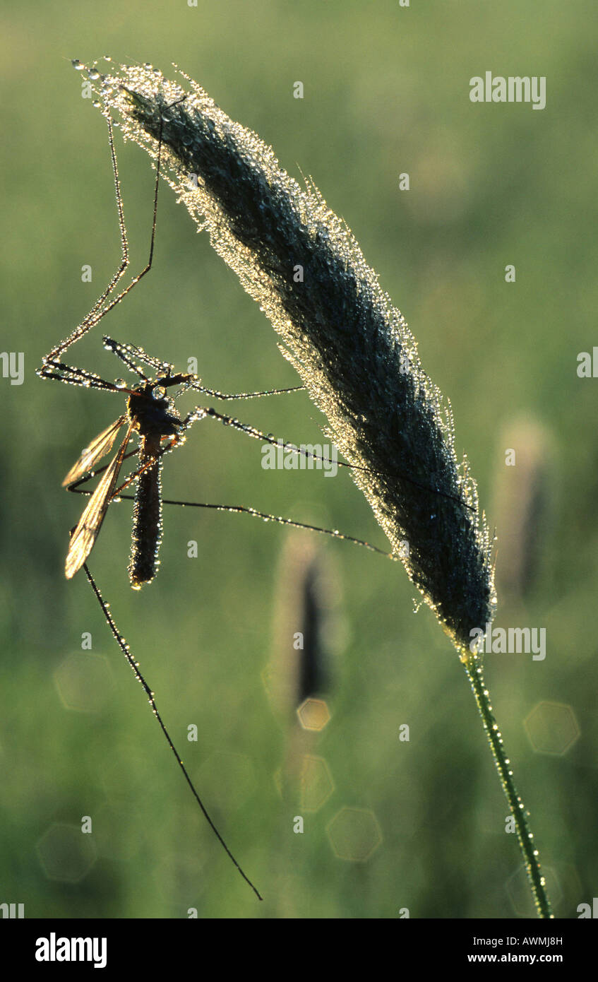 Crane fly tipula oleracea immagini e fotografie stock ad alta ...