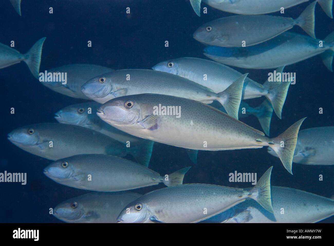Naso lopezi immagini e fotografie stock ad alta risoluzione - Alamy