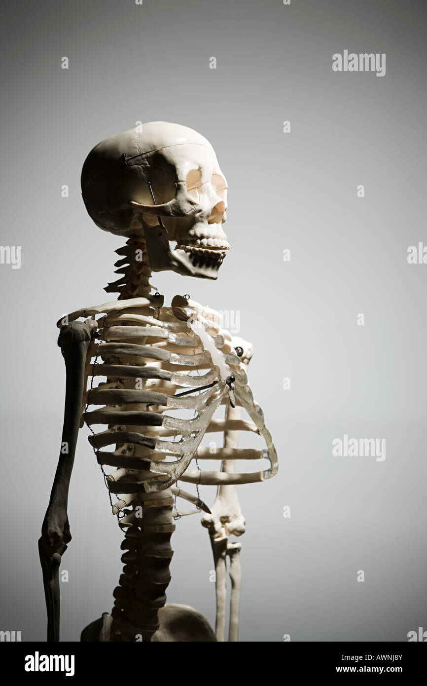Lo scheletro umano immagini e fotografie stock ad alta risoluzione - Alamy
