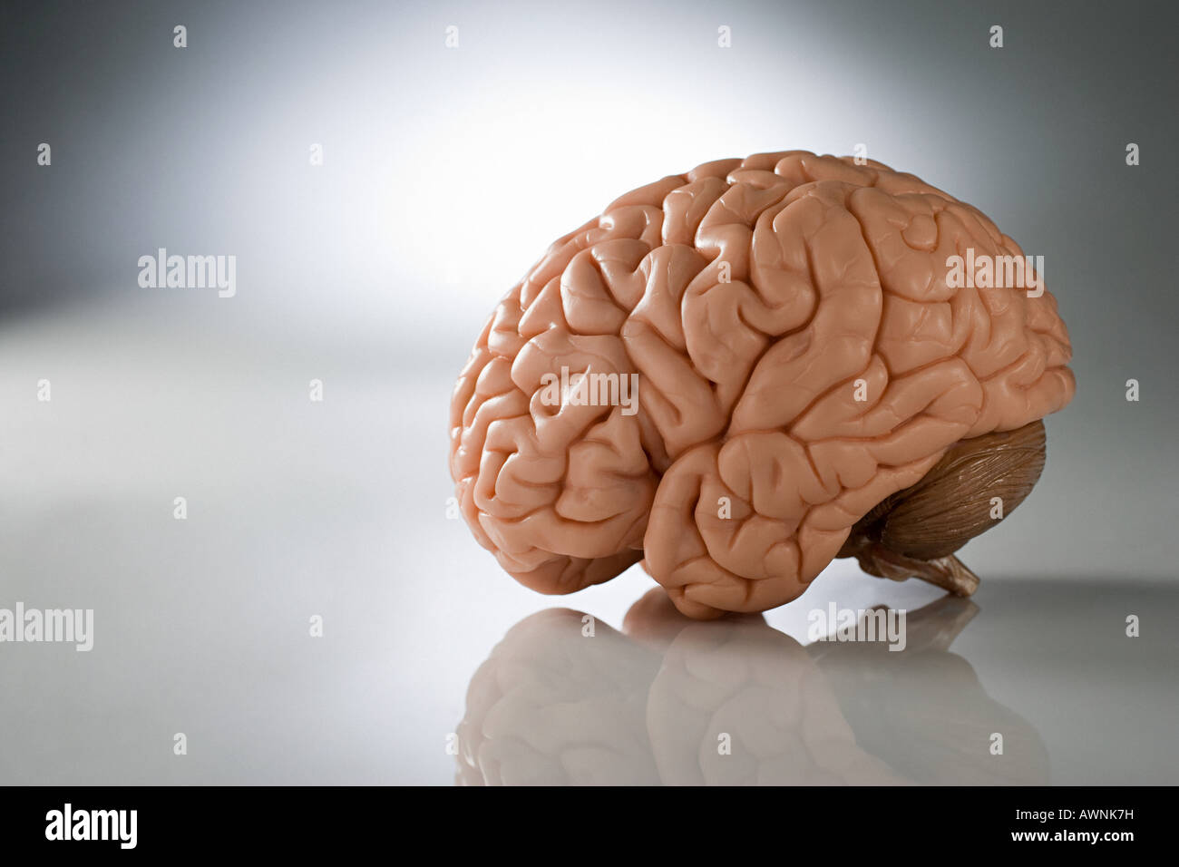 Modello di un cervello immagini e fotografie stock ad alta risoluzione ...