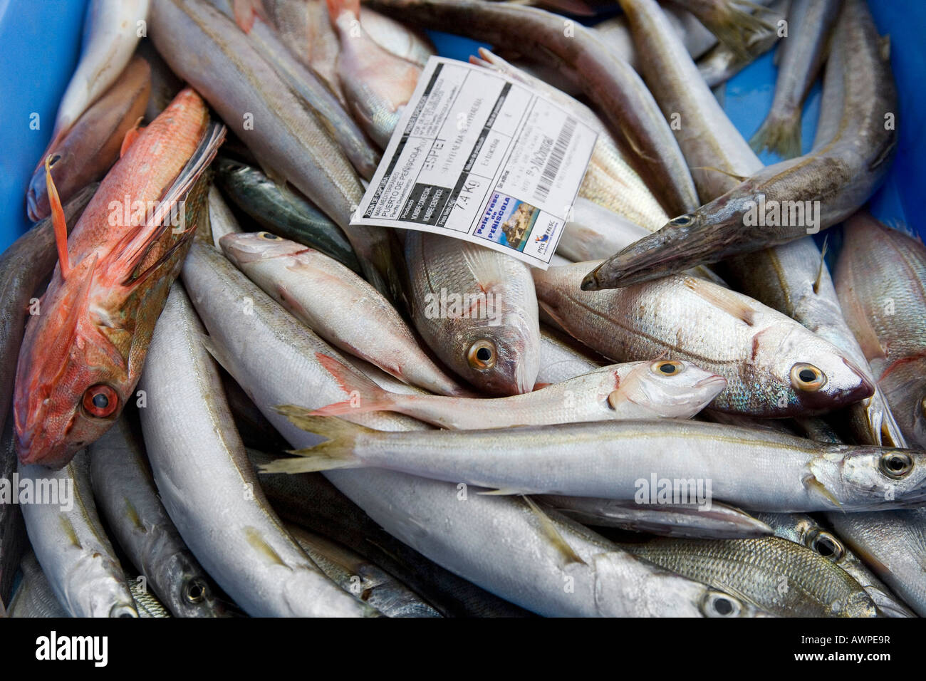 Pesce di mare salato immagini e fotografie stock ad alta risoluzione ...