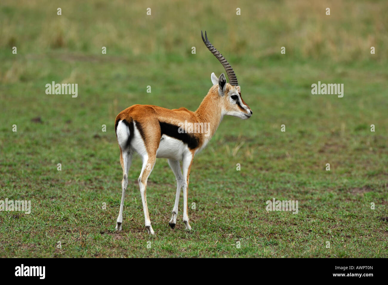 Ritratto di una gazzella di Thomson (Eudorcas thomsonii) Masai Mara ...