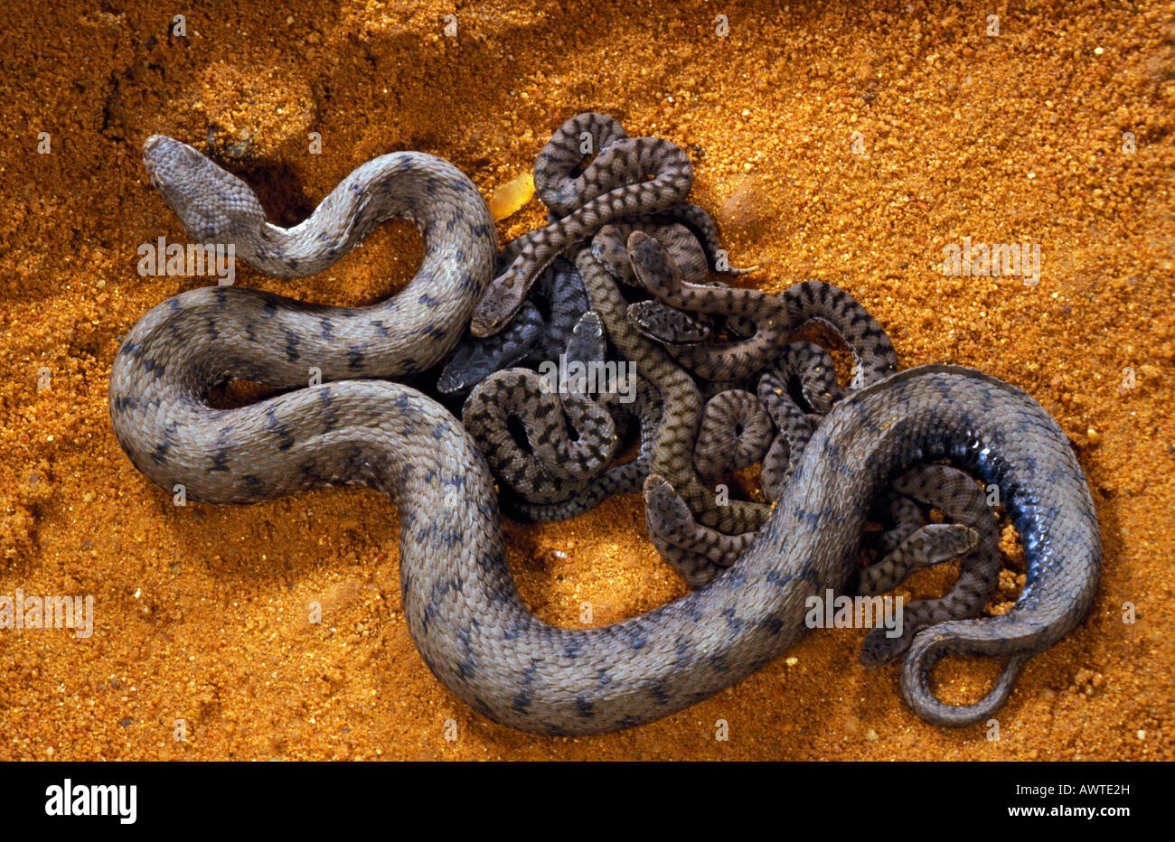 Vipere aspi Aspisviper vipera comune Vipera aspis parto piccole vipere ...