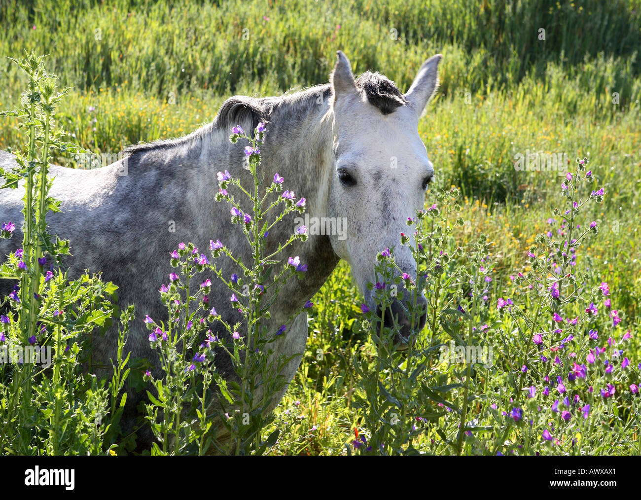 Cavallo andaluso bianco immagini e fotografie stock ad alta risoluzione ...