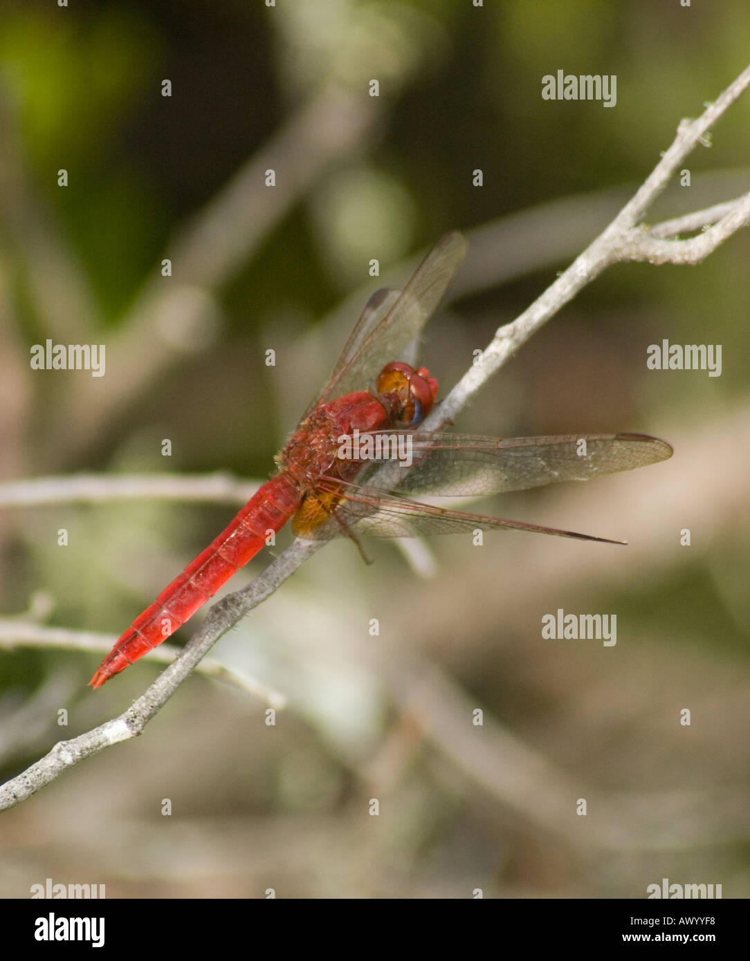 Brachithemis lacustris immagini e fotografie stock ad alta risoluzione ...