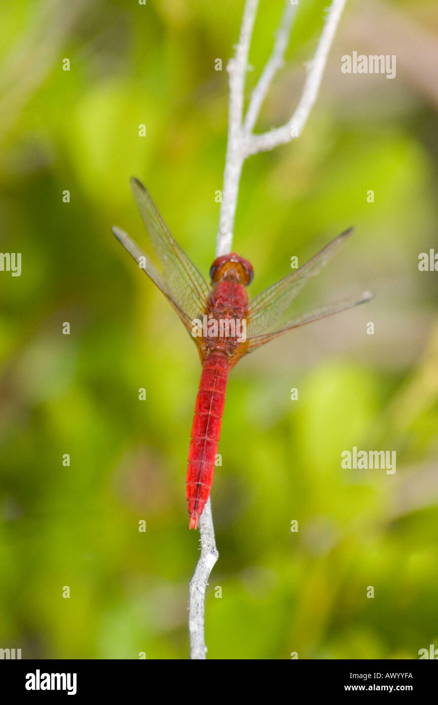 Brachithemis lacustris immagini e fotografie stock ad alta risoluzione ...