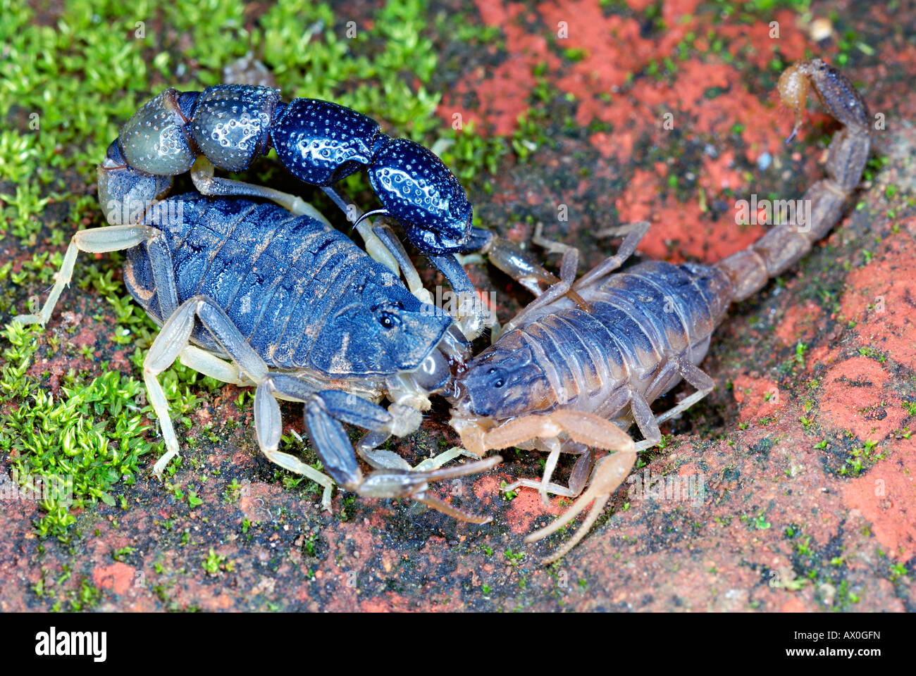 Orthochirus scrobiculosus, cannibalismo. Un comune phenominan in ...