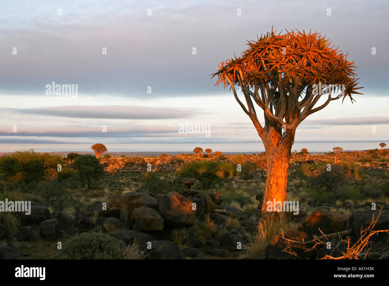 Albero della faretra della namibia o afrikaans del quivertree immagini ...