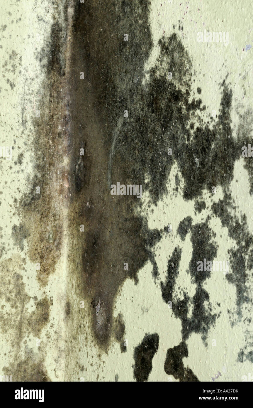 Muffa nera immagini e fotografie stock ad alta risoluzione - Alamy