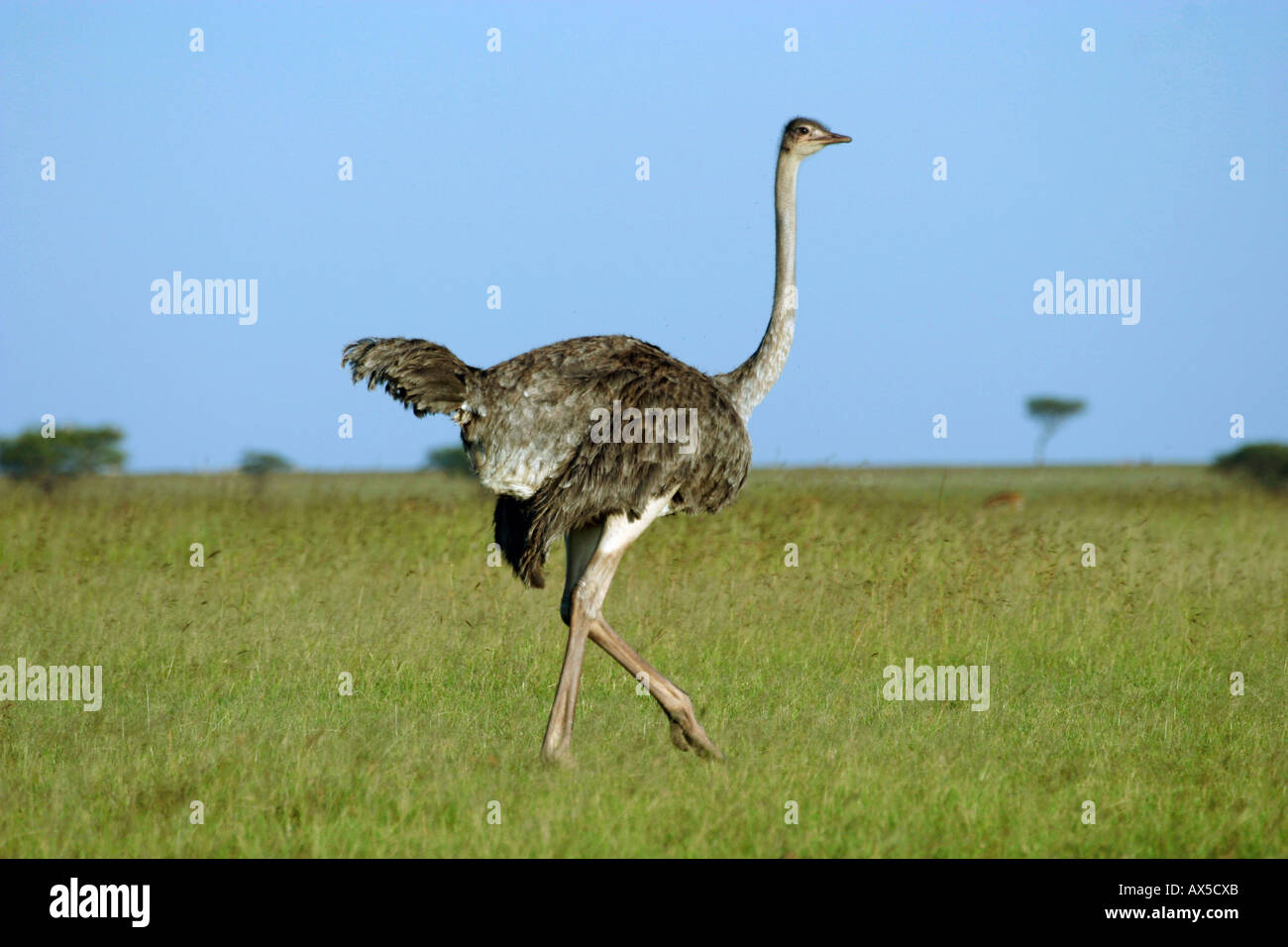Struzzo massai immagini e fotografie stock ad alta risoluzione - Alamy