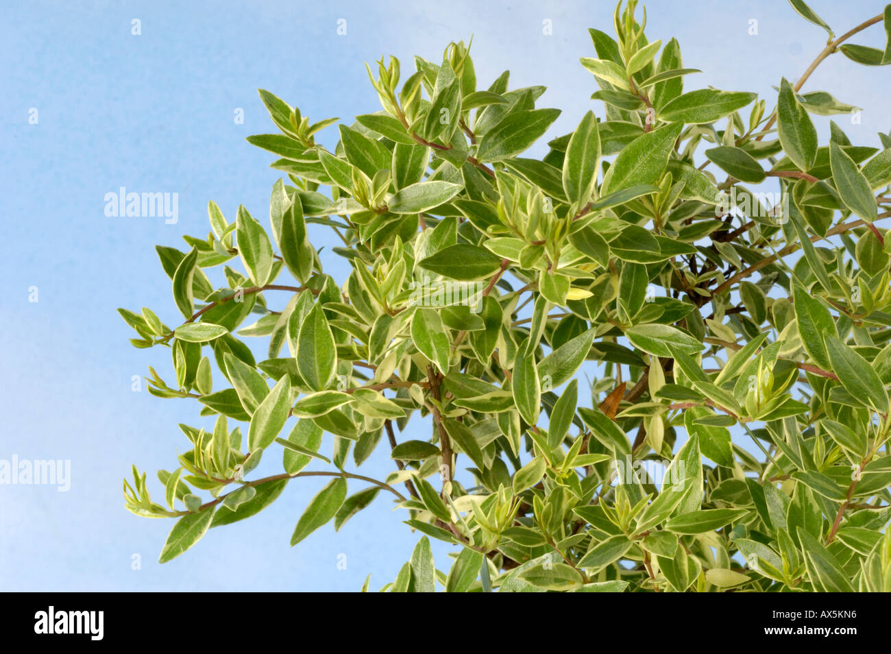 Myrtle myrtus communis microphylla immagini e fotografie stock ad alta ...