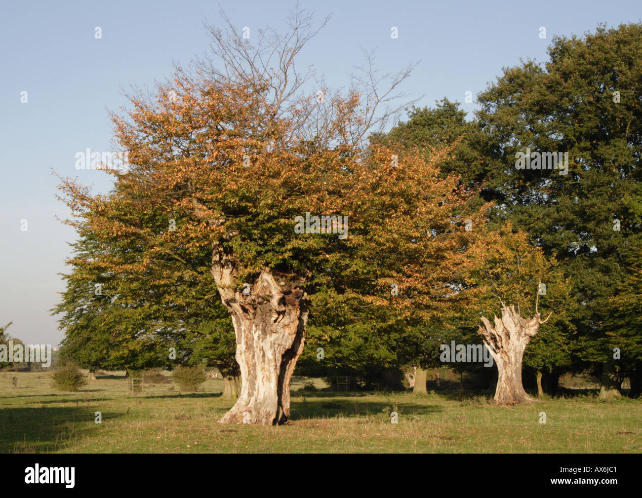 Due alberi nella radura immagini e fotografie stock ad alta risoluzione ...