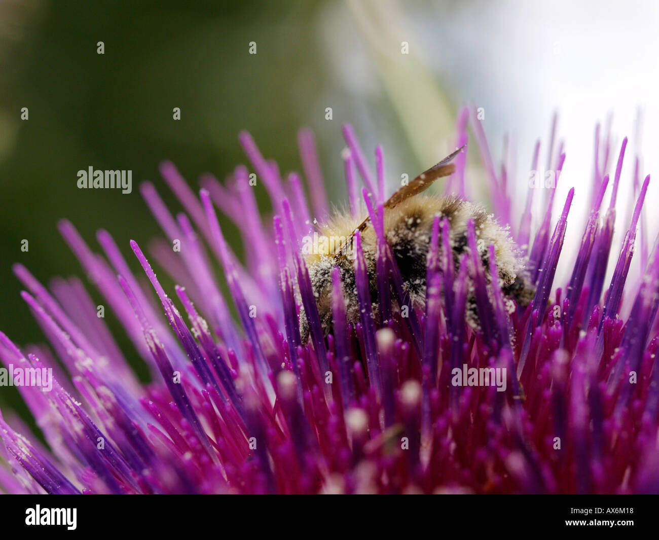 Ape sulla fauna immagini e fotografie stock ad alta risoluzione - Alamy