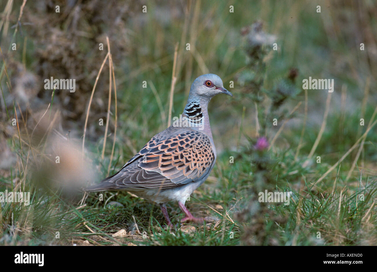 Tortora comune immagini e fotografie stock ad alta risoluzione - Alamy