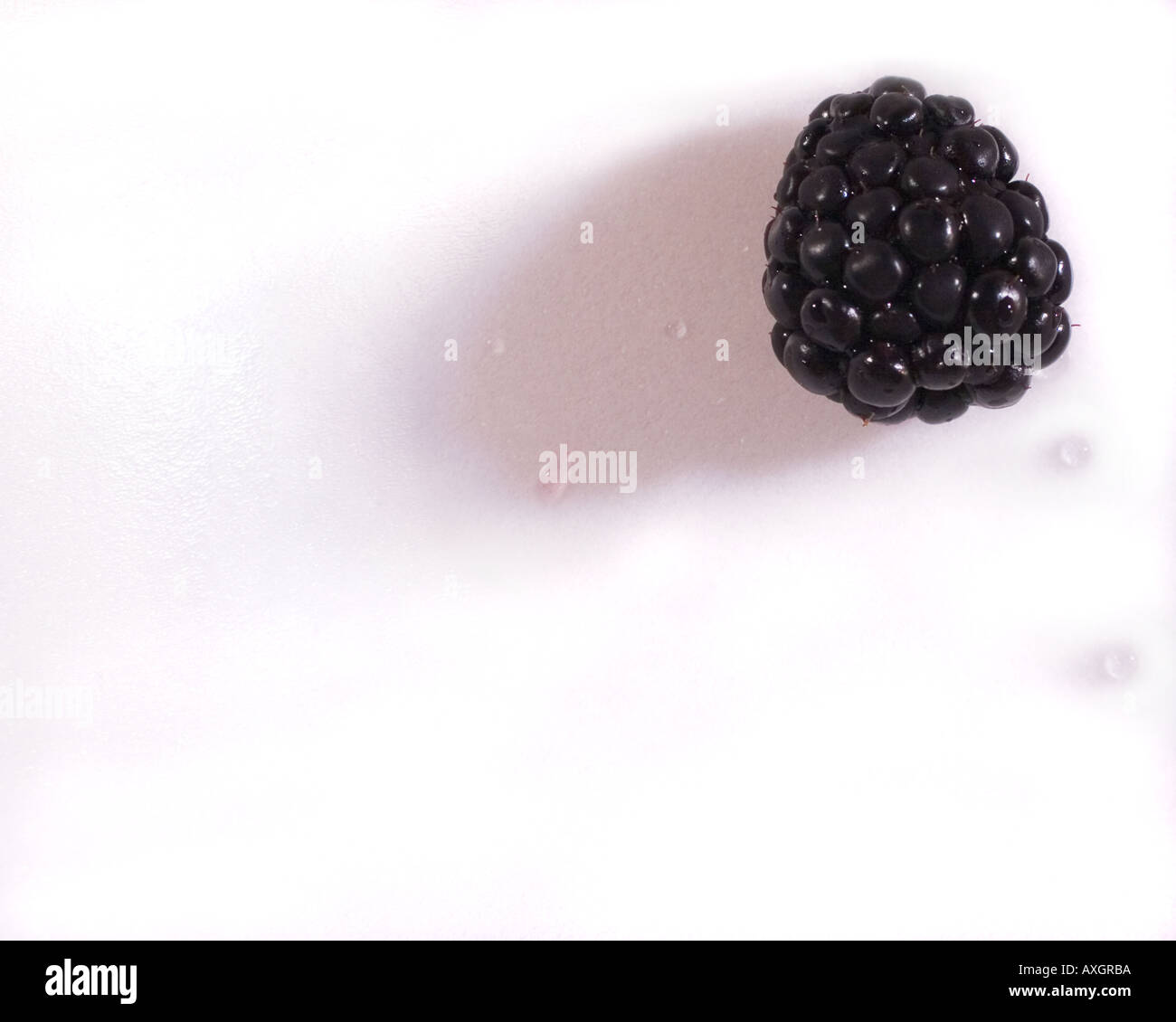 Rubus villosus immagini e fotografie stock ad alta risoluzione - Alamy