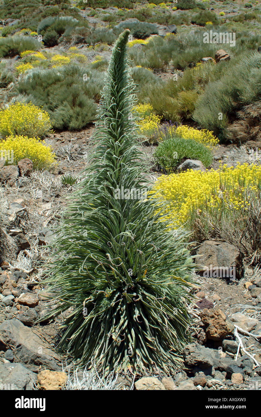 Vipera gigante bugloss immagini e fotografie stock ad alta risoluzione ...