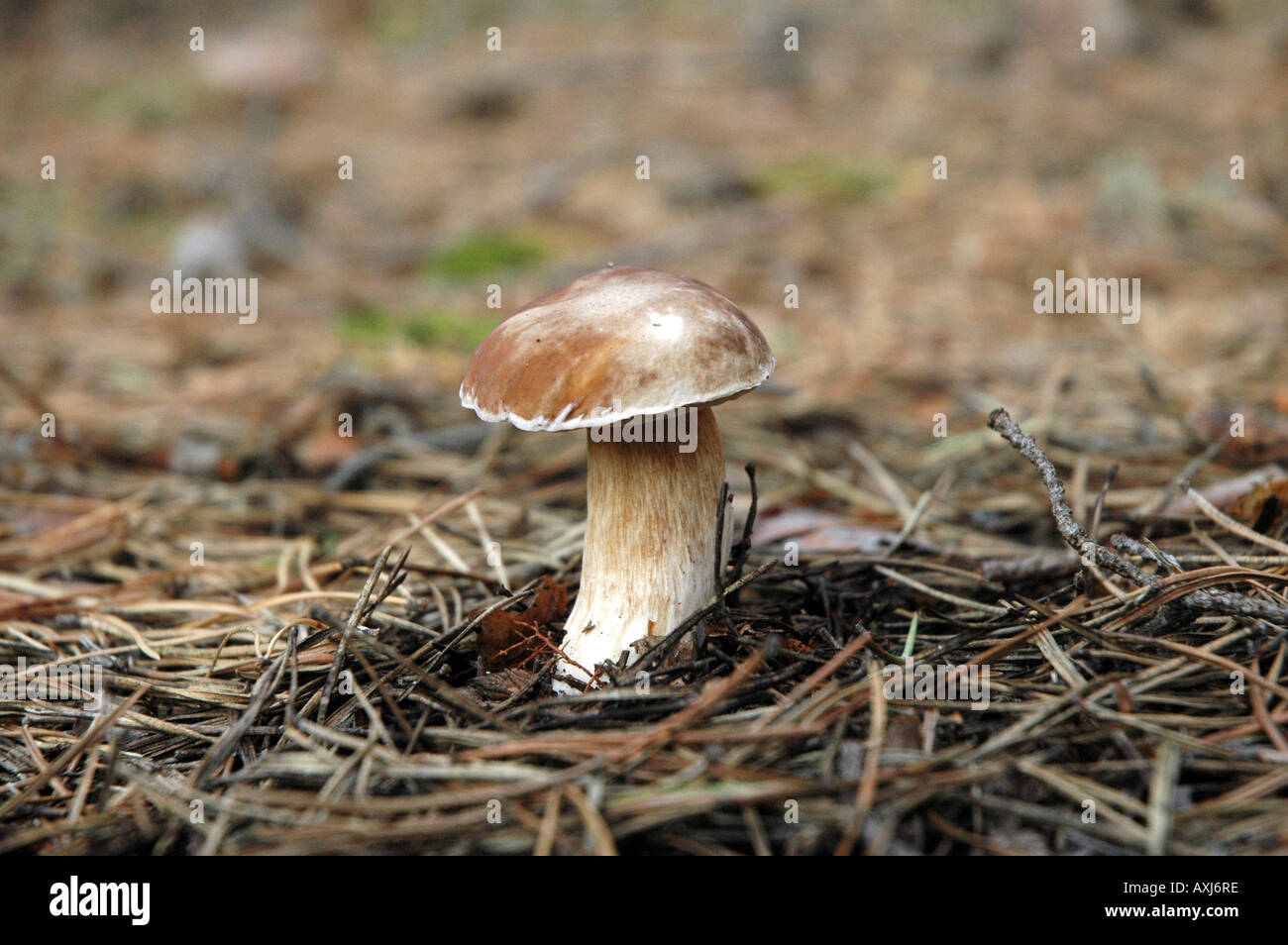 Boletus reticulatus immagini e fotografie stock ad alta risoluzione - Alamy
