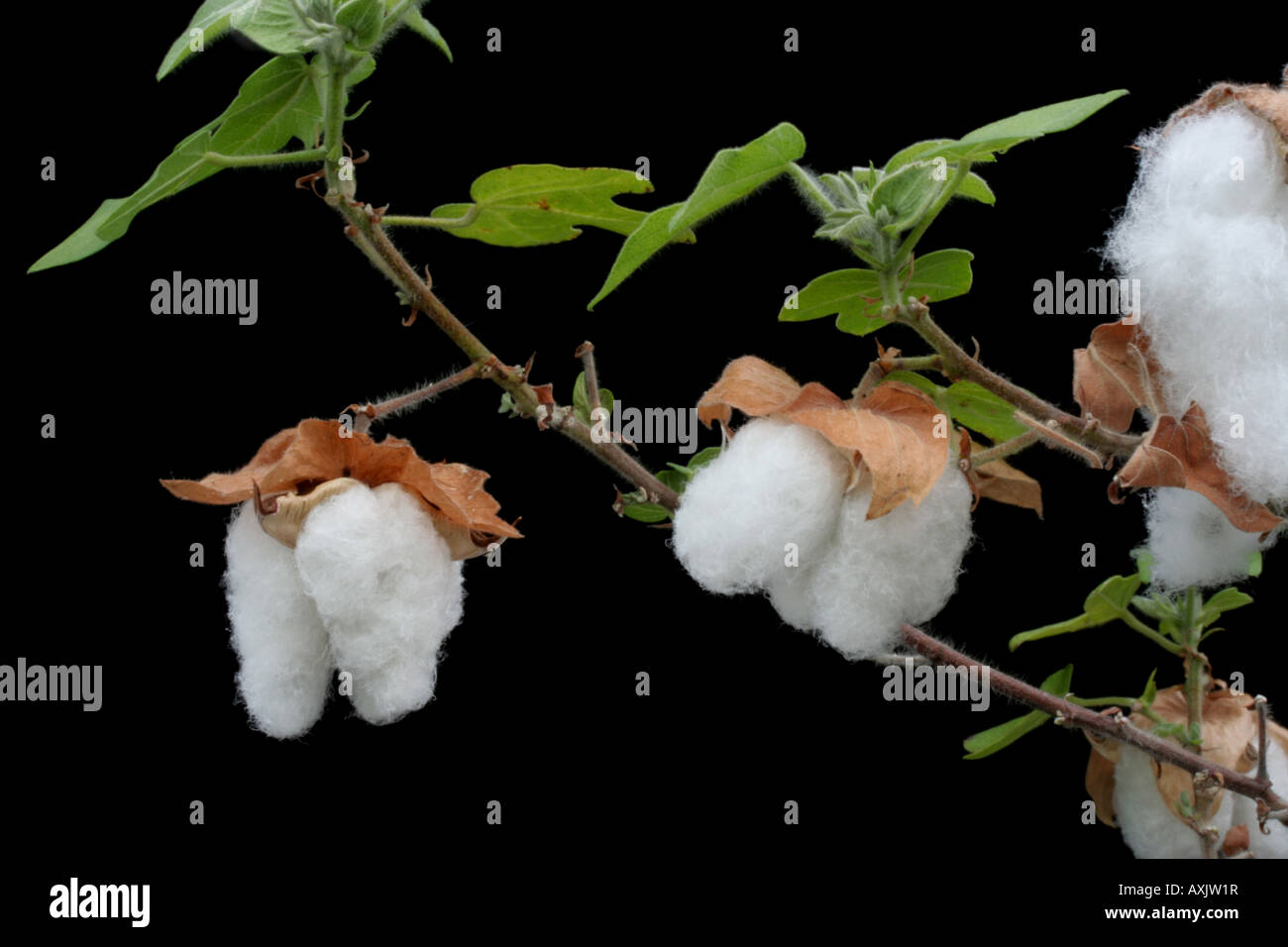 Pianta di cotone immagini e fotografie stock ad alta risoluzione - Alamy