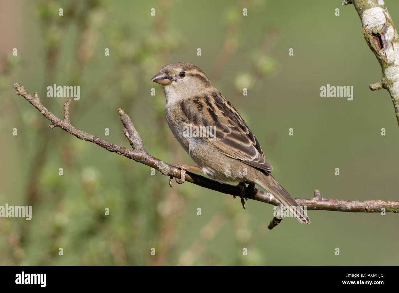 Passero arroccato immagini e fotografie stock ad alta risoluzione - Alamy