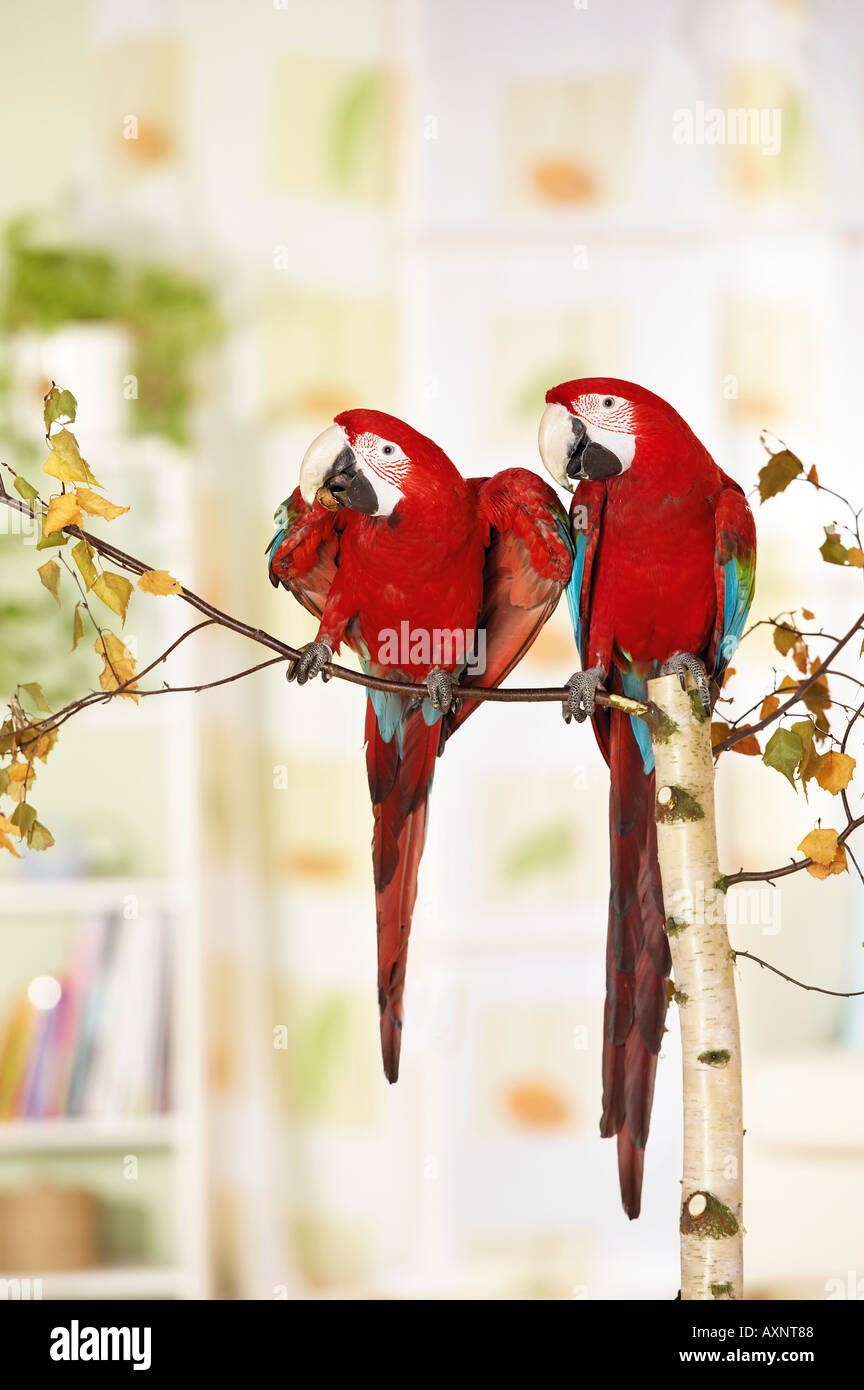 Due uccelli verdi immagini e fotografie stock ad alta risoluzione - Alamy