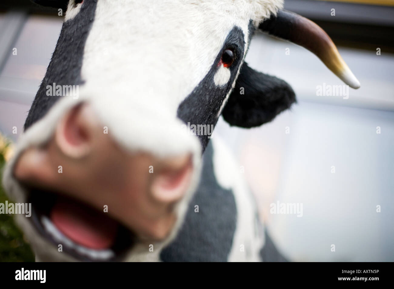 Finta mucca immagini e fotografie stock ad alta risoluzione - Alamy