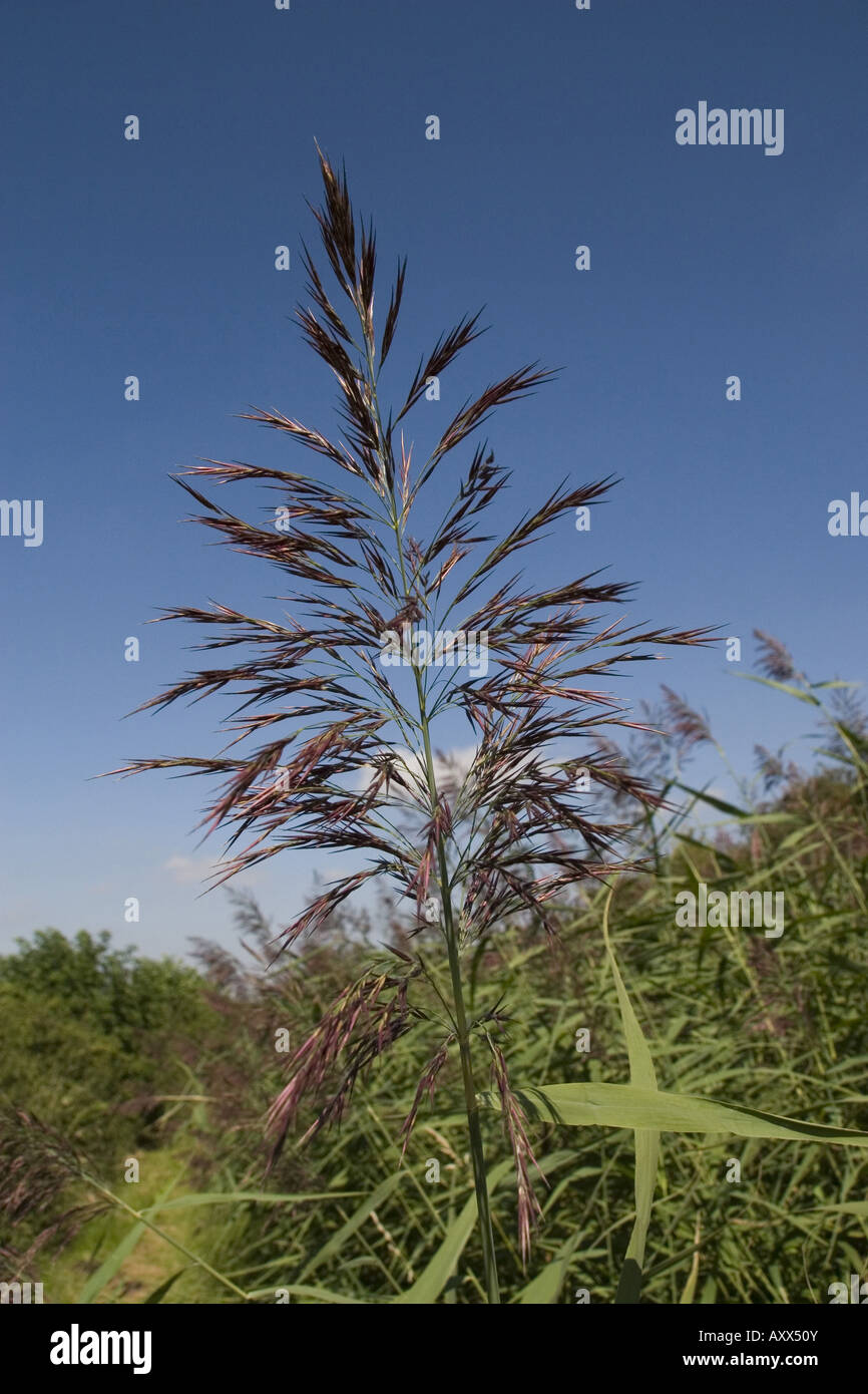 Canna comune immagini e fotografie stock ad alta risoluzione - Alamy