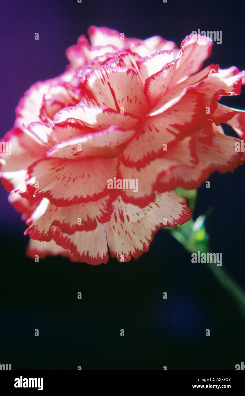 Garofano garofano dianthus immagini e fotografie stock ad alta ...