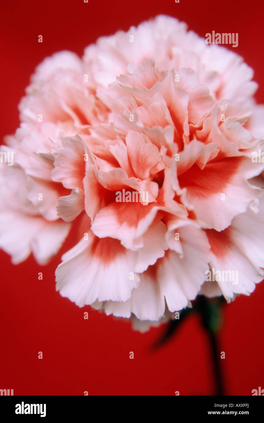 Garofano garofano dianthus immagini e fotografie stock ad alta ...