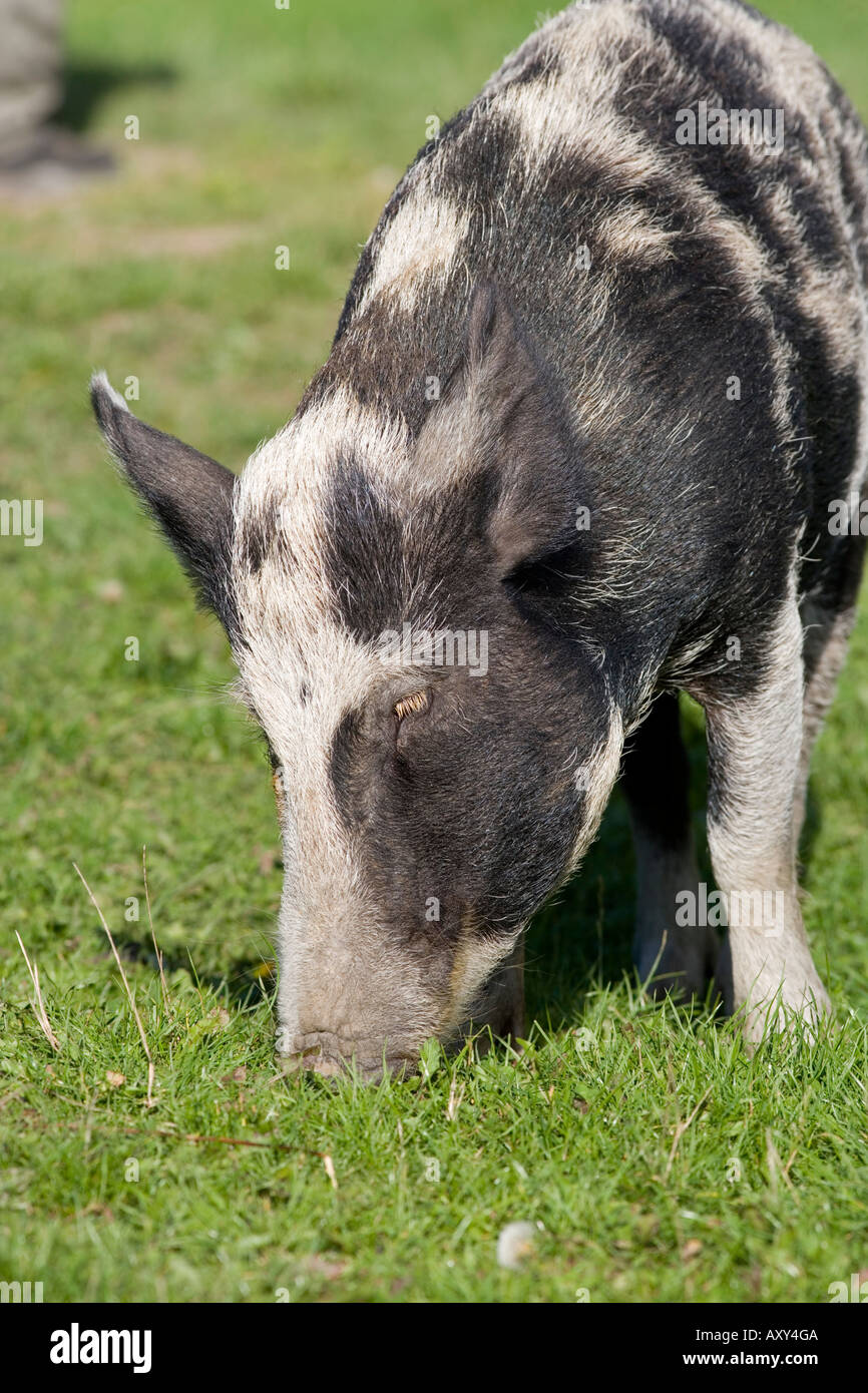 Scrofa domesticus immagini e fotografie stock ad alta risoluzione - Alamy