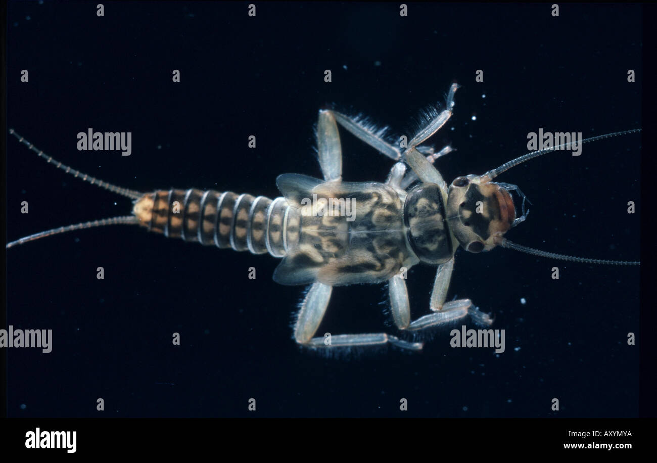 Isoperla grammatica immagini e fotografie stock ad alta risoluzione - Alamy