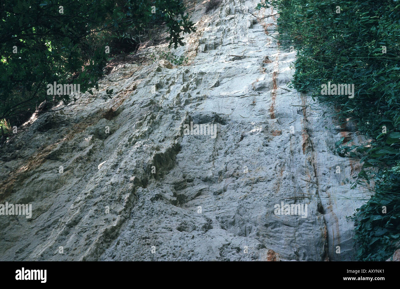 Vespe api immagini e fotografie stock ad alta risoluzione - Alamy