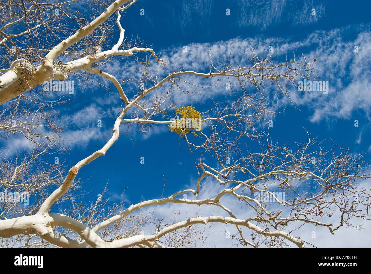 Pianta del vischio immagini e fotografie stock ad alta risoluzione - Alamy