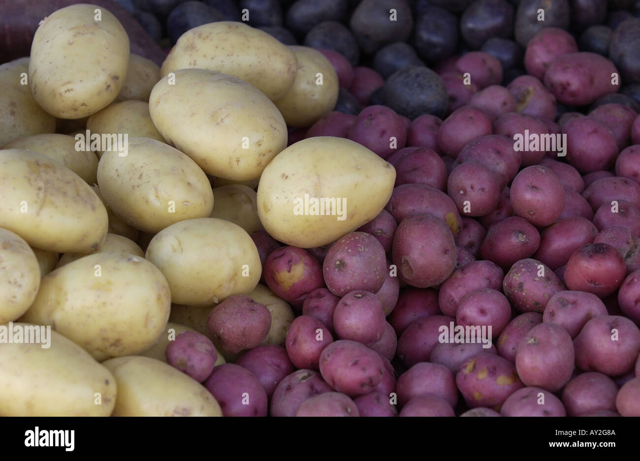 Carestia di patate immagini e fotografie stock ad alta risoluzione - Alamy