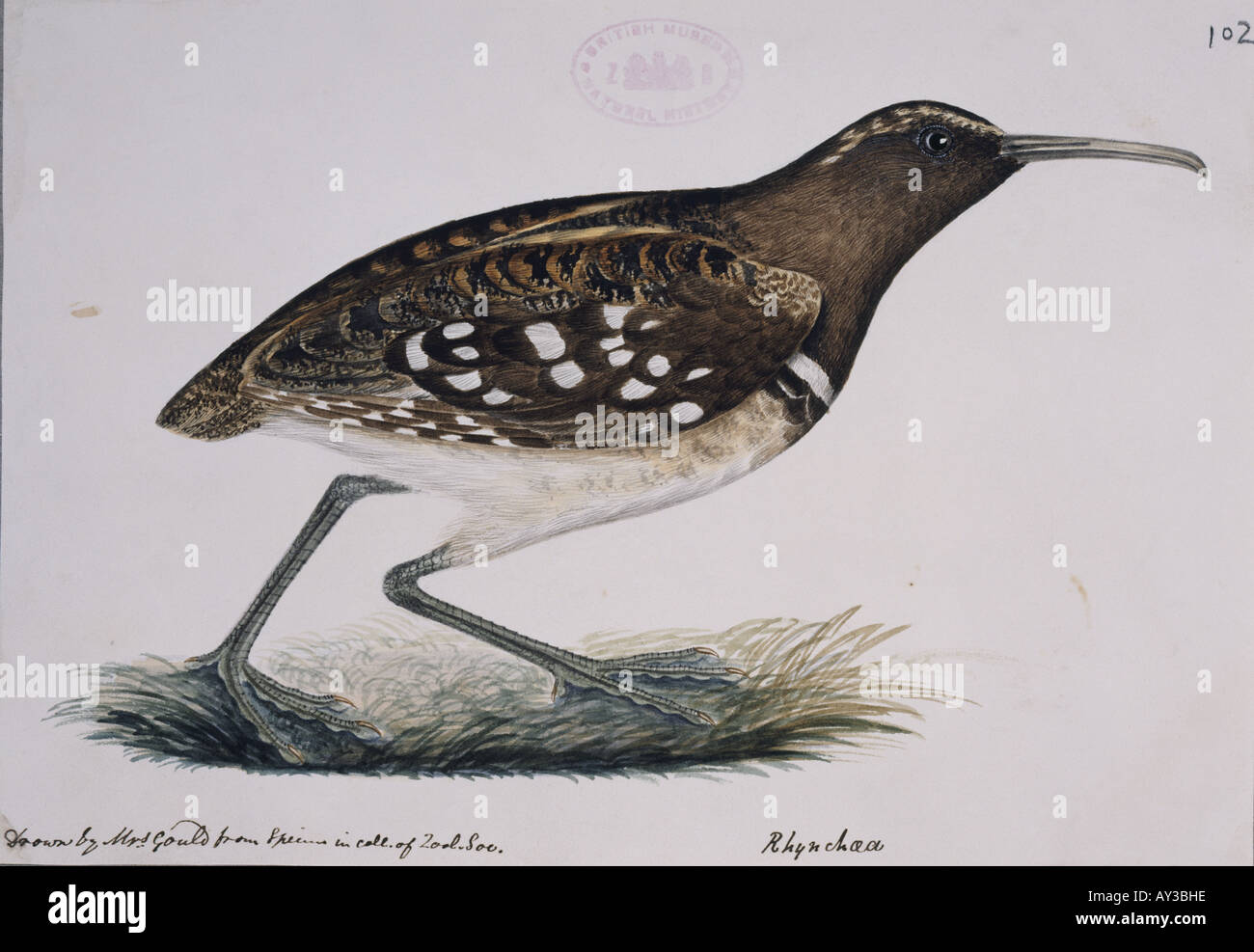 Beccaccino curvo immagini e fotografie stock ad alta risoluzione - Alamy